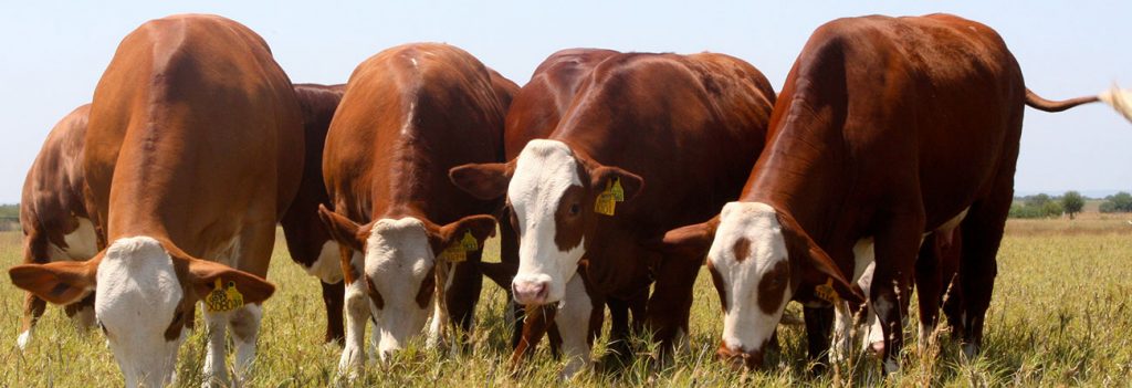 SEBO VACUNO | HDK SA